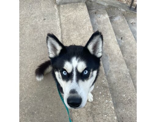 Memphis, TN - Husky. Meet Balto a Pet for Adoption - AdoptaPet.com