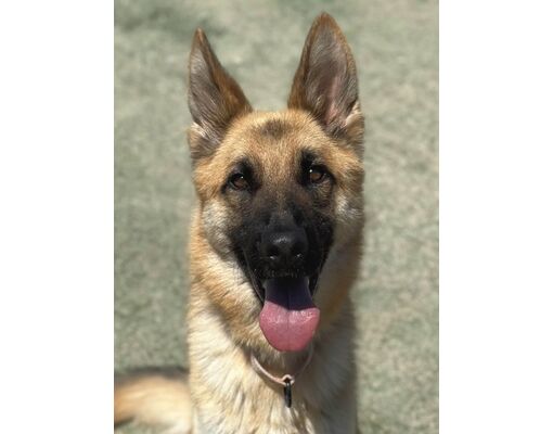 Fresno, CA - Shepherd (Unknown Type)/Mixed Breed (Medium). Meet Everest ...