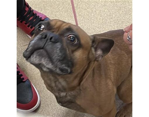 Plano, TX - French Bulldog. Meet BULLDOZER a Pet for Adoption ...