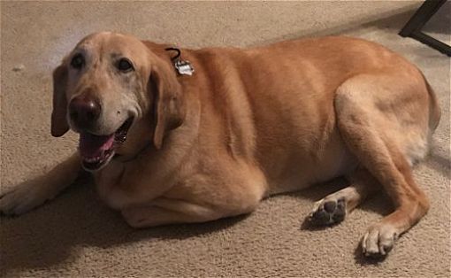 Rockwall, TX - Bloodhound/Labrador Retriever. Meet Tobias a Pet for ...