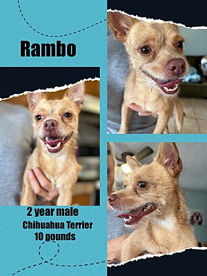 Mesa, AZ - Chihuahua. Meet RAMBO 2 YEAR CHIHUAHUA a Pet for Adoption ...