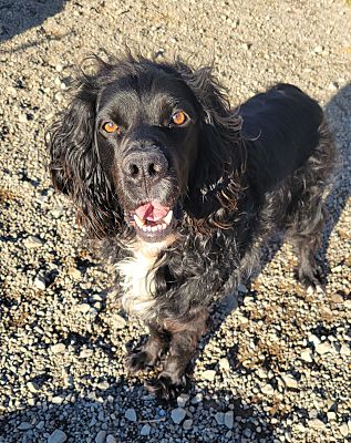 Tioga, PA - Cocker Spaniel/Setter (Unknown Type). Meet Diesel a Pet for ...