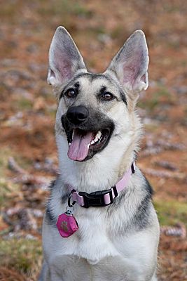 Wayland, MA - German Shepherd Dog. Meet Nakita a Pet for Adoption ...