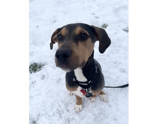 Boston, MA - Labrador Retriever. Meet SANDERSON a Pet for Adoption ...