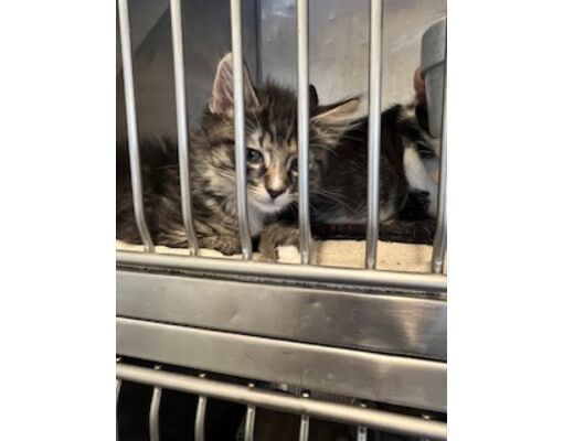 Marshall, NC - Domestic Mediumhair/Mixed Breed (Medium). Meet Rori a ...