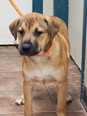 Amarillo, TX - Black Mouth Cur/German Shepherd Dog. Meet Red a Pet for ...