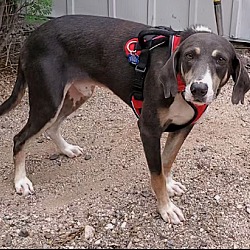 Southern Arizona Beagle Rescue in Tucson, AZ - AdoptaPet.com