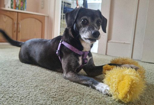 kennebunkport, ME - Boston Terrier/Labrador Retriever. Meet Molly a Pet ...