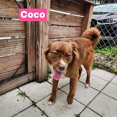 Tampa, FL - Australian Shepherd/Mixed Breed (Medium). Meet Coco a Pet for Adoption - AdoptaPet.com
