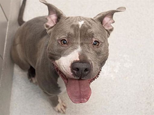 Denver, CO - Pit Bull Terrier. Meet MACHA a Pet for Adoption ...
