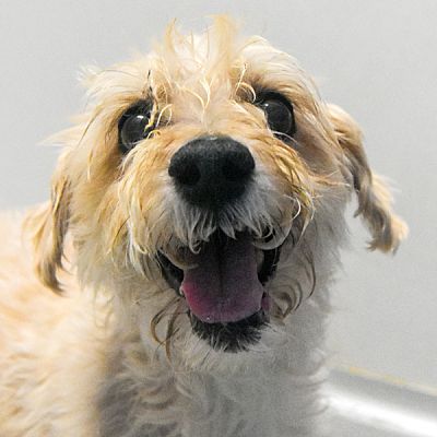 Des Moines, IA - Maltese. Meet Boomer a Pet for Adoption - AdoptaPet.com