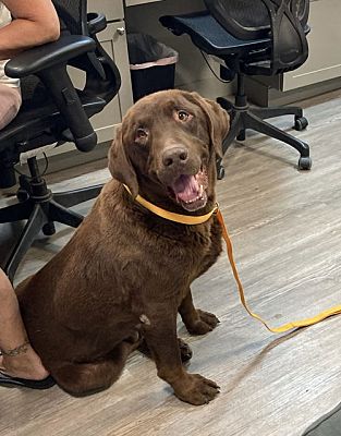 Emmett, ID - Labrador Retriever. Meet Boomer a Pet for Adoption ...