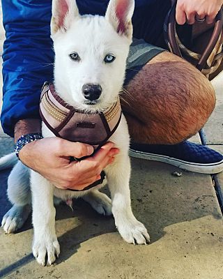 Santaquin, UT - Husky/German Shepherd Dog. Meet Quartz a Pet for ...