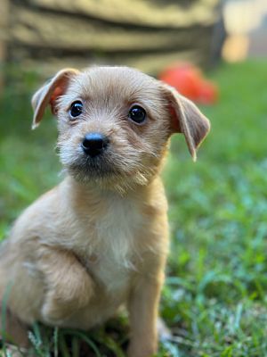 Taylors, SC - Yorkie, Yorkshire Terrier. Meet Sally a Pet for Adoption ...