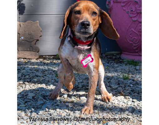Wake Forest, NC - Beagle. Meet Truth a Pet for Adoption - AdoptaPet.com