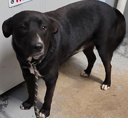 McMinnville, TN - Labrador Retriever. Meet sundance a Pet for Adoption ...