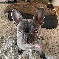 Sunnyvale, CA - French Bulldog. Meet Tate a Pet for Adoption ...