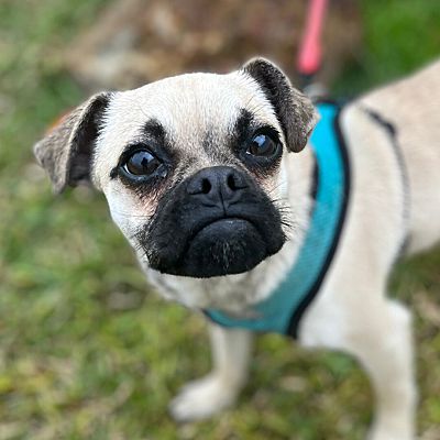Carlsbad, CA - Pug. Meet Tobi a Pet for Adoption - AdoptaPet.com