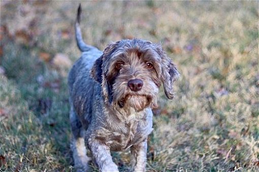 Portland, ME - Cockapoo. Meet GABBY a Pet for Adoption - AdoptaPet.com