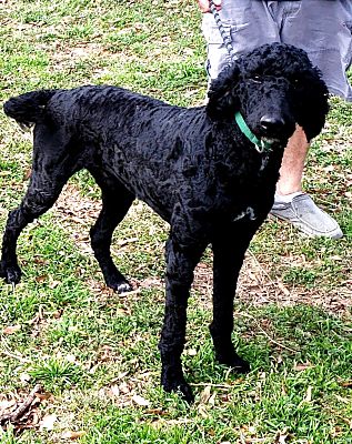 Salem, NH - Standard Poodle. Meet Dominique a Pet for Adoption ...