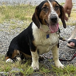 Tulsa, OK - Pembroke Welsh Corgi/Basset Hound. Meet Gabi a Pet for ...