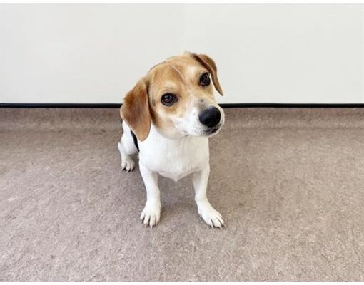 St. Louis, MO - Beagle. Meet FRANK a Pet for Adoption - AdoptaPet.com