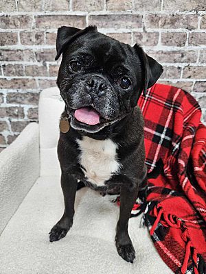 Fort Atkinson, WI - Pug. Meet Colt a Pet for Adoption - AdoptaPet.com