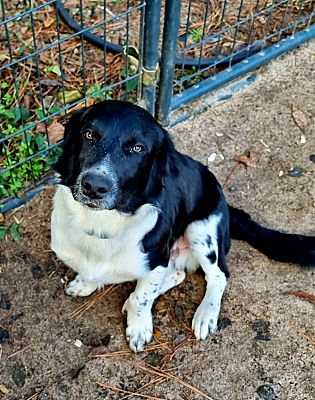 Appling, GA - Dachshund/Springer Spaniel. Meet Ace a Pet for Adoption ...
