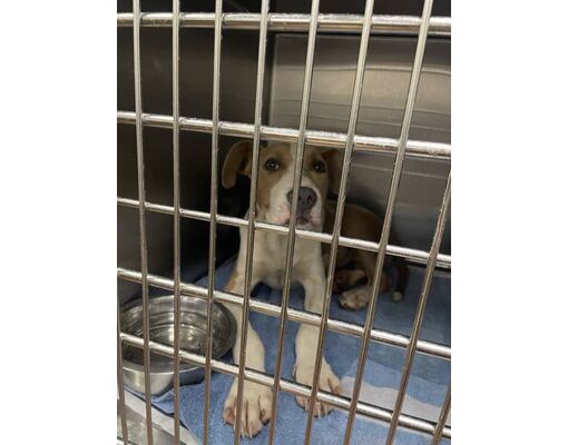 Baton Rouge, LA - American Pit Bull Terrier/Mixed Breed (Medium). Meet ...