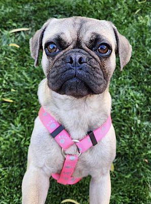 Henderson, NV - Puggle. Meet Leia a Pet for Adoption - AdoptaPet.com