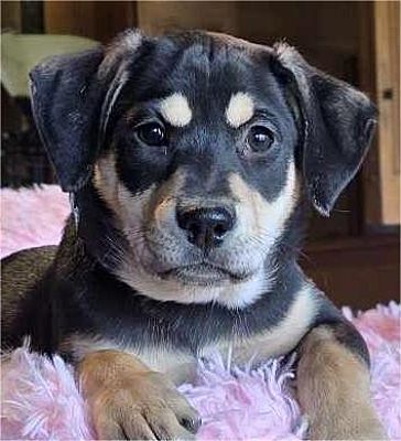 Edgar, WI - Beauceron/Labrador Retriever. Meet Alta a Pet for Adoption ...