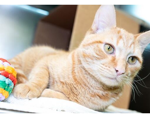 Boston, MA - Domestic Shorthair. Meet DECLAN a Pet for Adoption ...