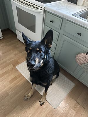 Cheyenne, WY - German Shepherd Dog. Meet Moose a Pet for Adoption ...