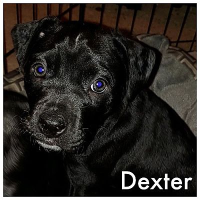 Charleston, WV - Boston Terrier/Labrador Retriever. Meet Dexter a Pet ...