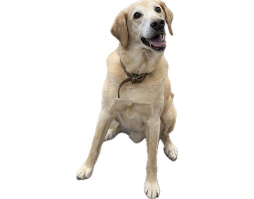 Westland, MI - Labrador Retriever. Meet Dozer a Pet for Adoption ...