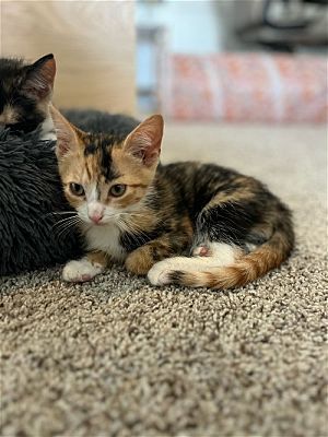 Trenton, NJ - Domestic Shorthair. Meet Livia a Pet for Adoption ...