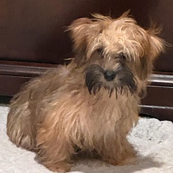 Phoenix, AZ - Yorkie, Yorkshire Terrier. Meet Duke a Pet for Adoption ...