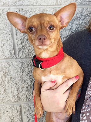 Ladson, SC - Chihuahua. Meet Prissy a Pet for Adoption - AdoptaPet.com