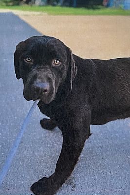Fort Madison, IA - Labrador Retriever. Meet George Jones a Pet for ...
