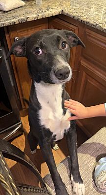 Bellevue, KY - Labradoodle/American Pit Bull Terrier. Meet Dolly Parton ...