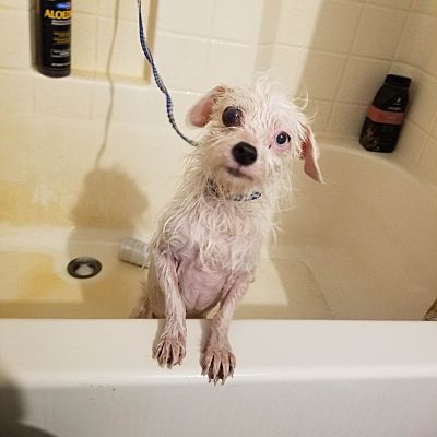 Indianapolis, IN - Maltese/Terrier (Unknown Type, Small). Meet Mateo a ...