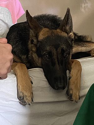 Harrison, NY - Shepherd (Unknown Type). Meet Ameera a Pet for Adoption ...