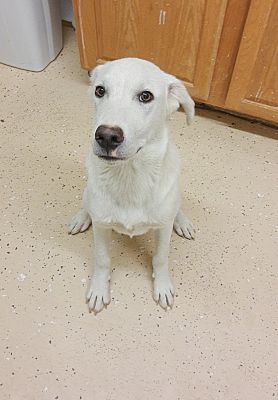 Tool, TX - Great Pyrenees/Australian Cattle Dog. Meet Solar a Pet for ...