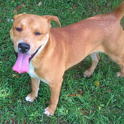 Bonney Lake, WA - Australian Shepherd/Mountain Cur. Meet Perth ...