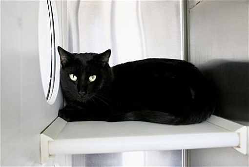 Murfreesboro, TN - Domestic Shorthair. Meet PEPPER a Pet for Adoption ...