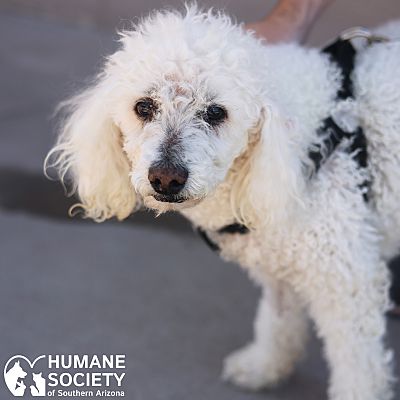 Tucson, AZ - Poodle (Miniature). Meet CUCO a Pet for Adoption ...