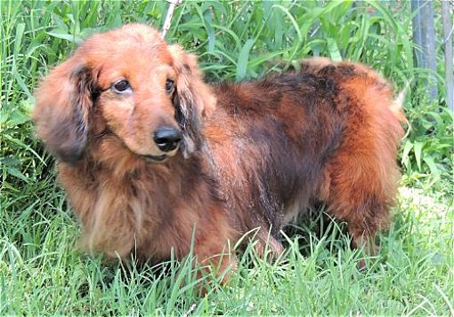 Andover, CT - Dachshund. Meet TEDDY a Pet for Adoption - AdoptaPet.com
