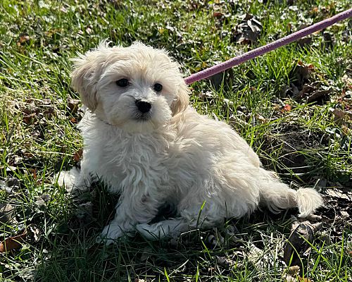 Yorkville, IL - Shih Tzu/Miniature Poodle. Meet Fergus a Pet for ...