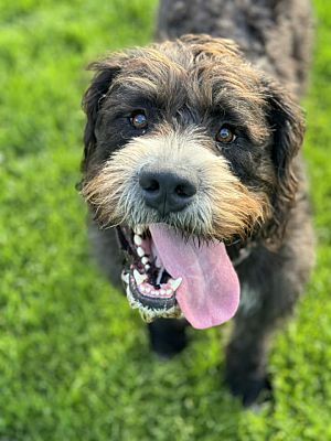 Wethersfield, CT - Pit Bull Terrier/Poodle (Standard). Meet Snoop Dogg ...