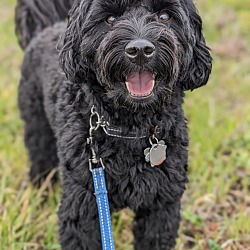 Sunnyvale, CA - Bernedoodle. Meet Fili a Pet for Adoption - AdoptaPet.com